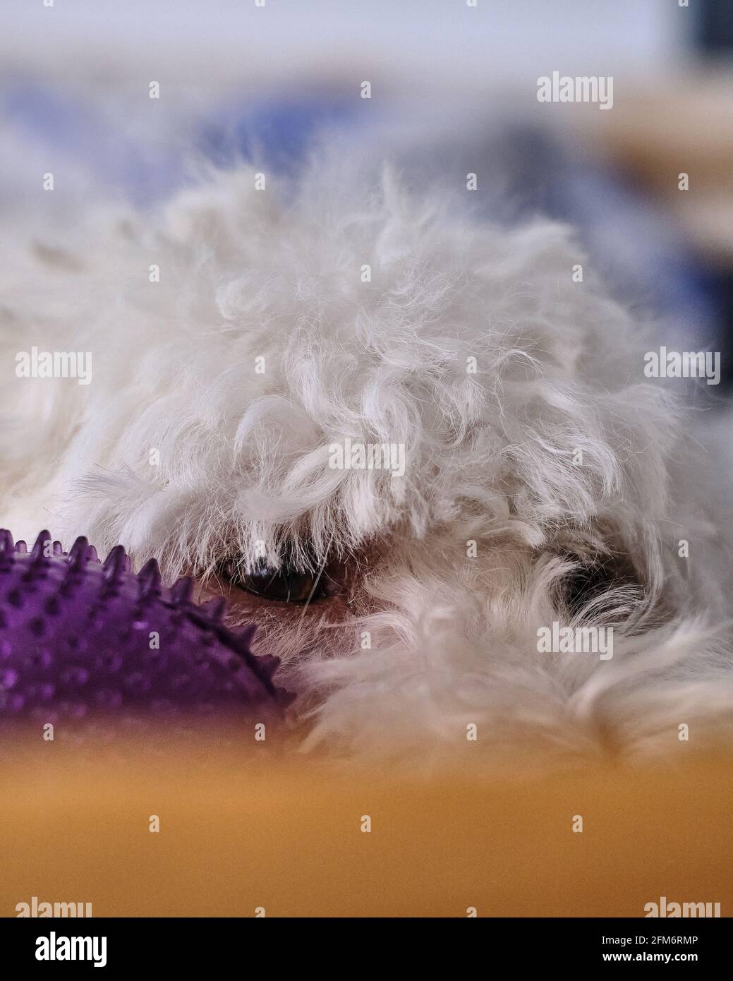 Bichon frise eyes hi-res stock photography and images - Alamy