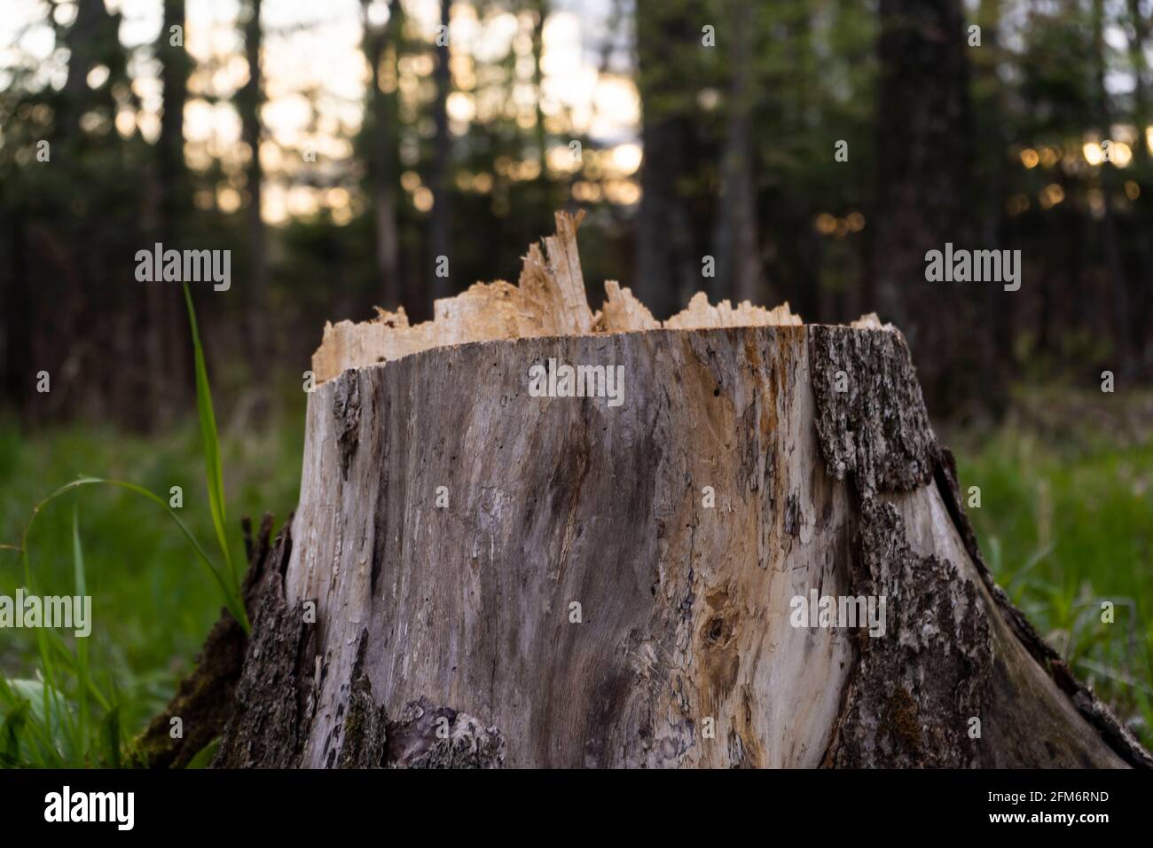 Rotting tree stump in the woods Stock Photo - Alamy