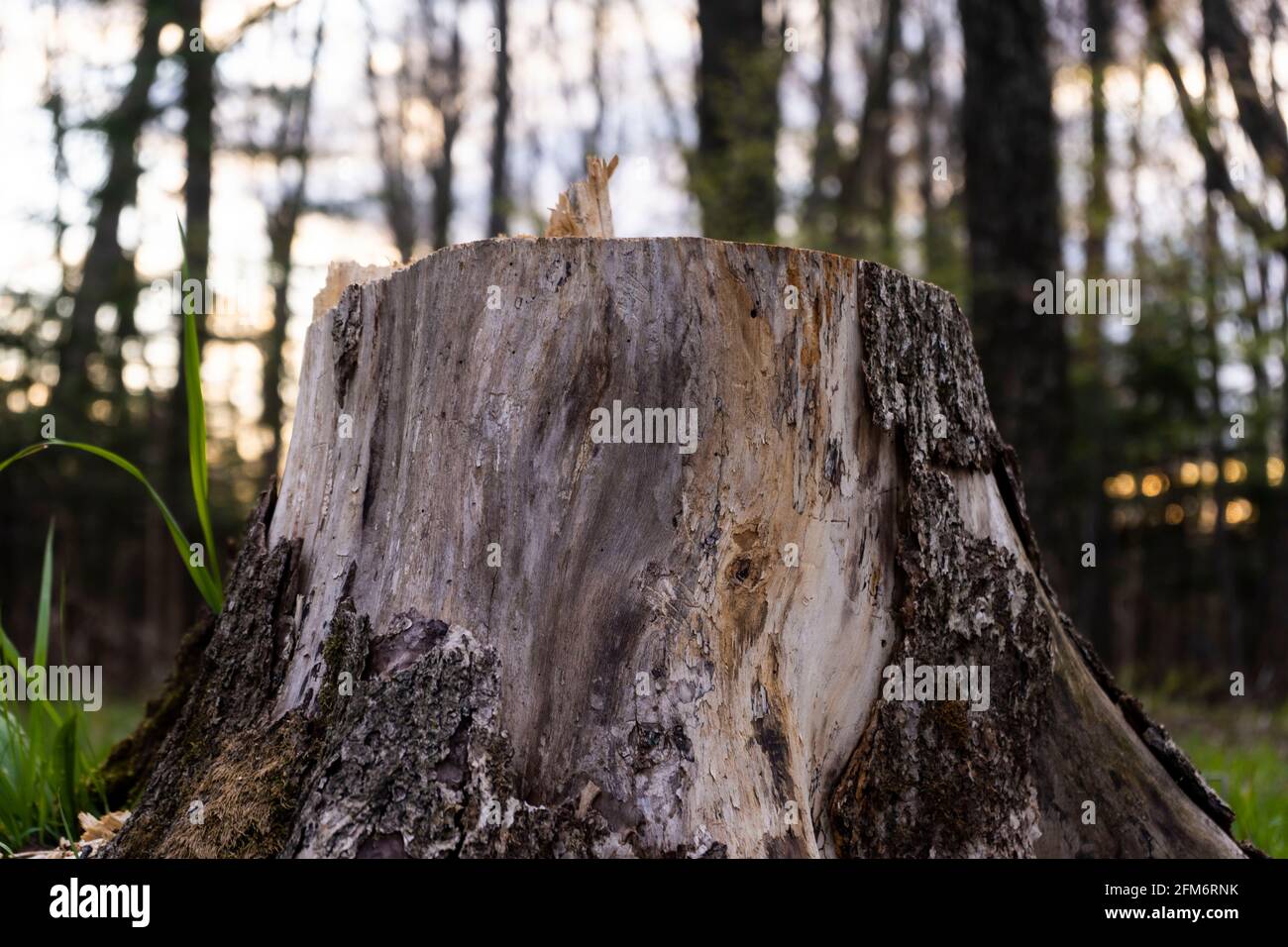Rotting tree stump in the woods Stock Photo - Alamy