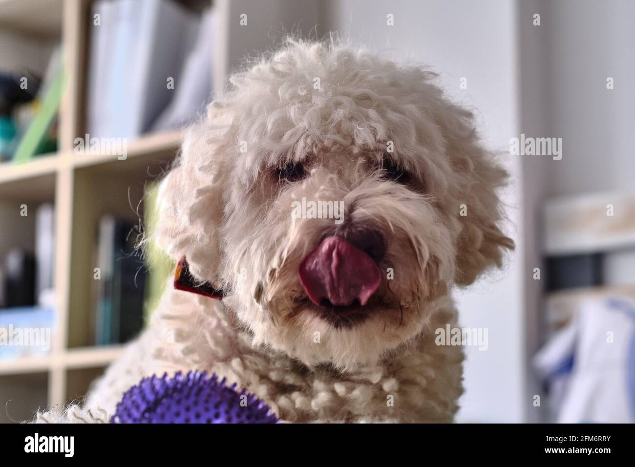Bichon Frise licking its nose Stock Photo - Alamy