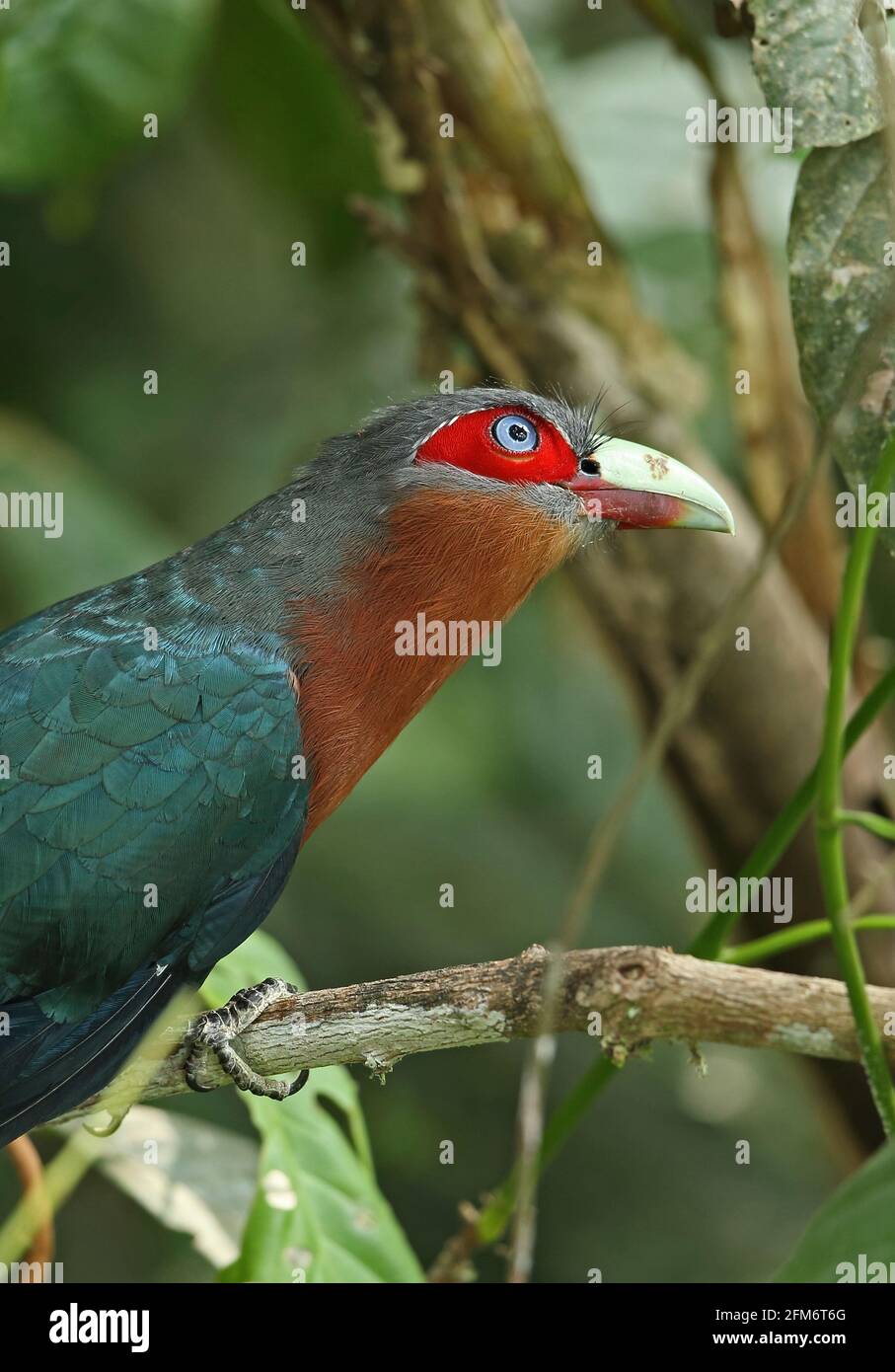 Chestnut breasted malkoha malaysia hi-res stock photography and images ...
