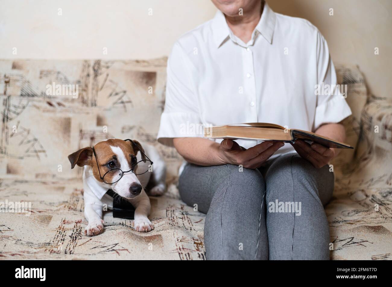 Elderly caucasian woman reading a book with a smart dog jack russell ...