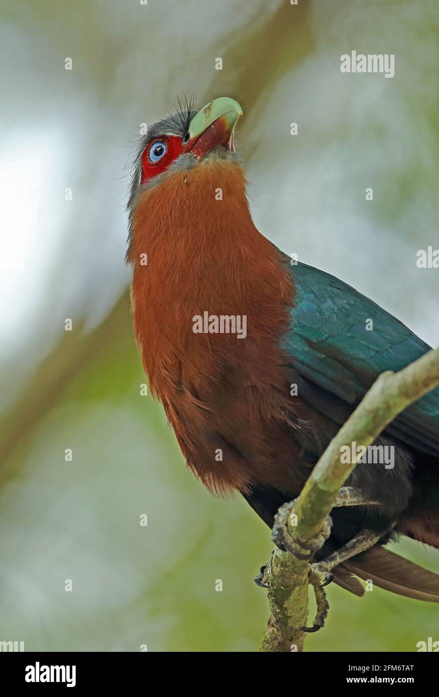 Chestnut breasted malkoha malaysia hi-res stock photography and images ...