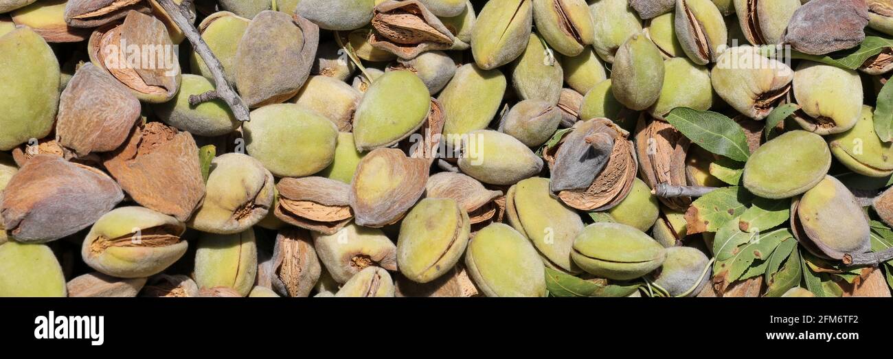 Ripe almonds nuts as background. Mature open almond nut Stock Photo - Alamy