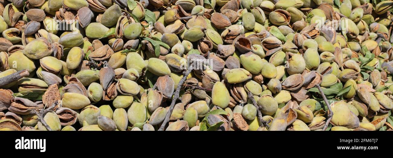 Ripe almonds nuts as background. Mature open almond nut Stock Photo - Alamy