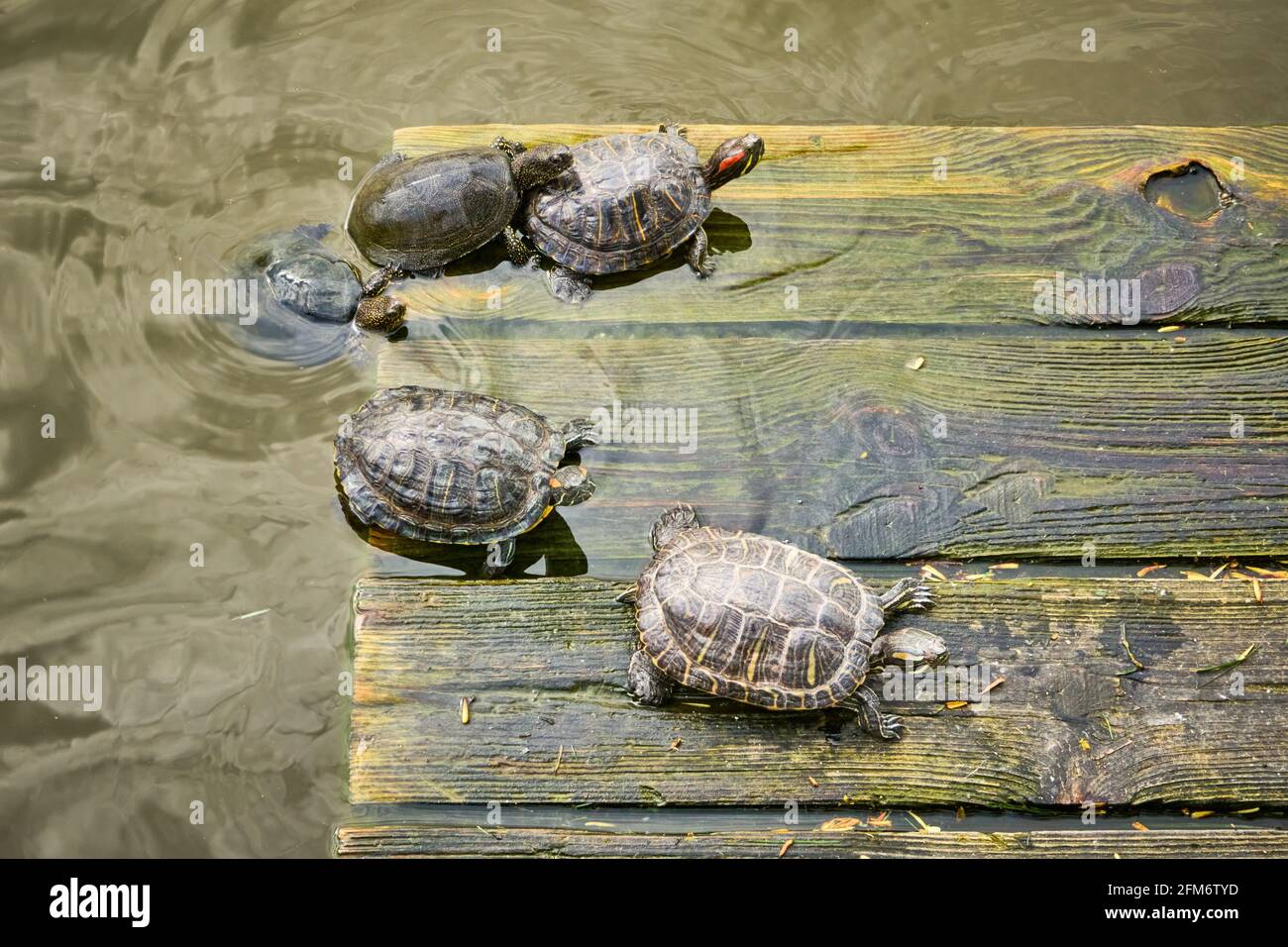 Large group turtles bask hi-res stock photography and images - Alamy