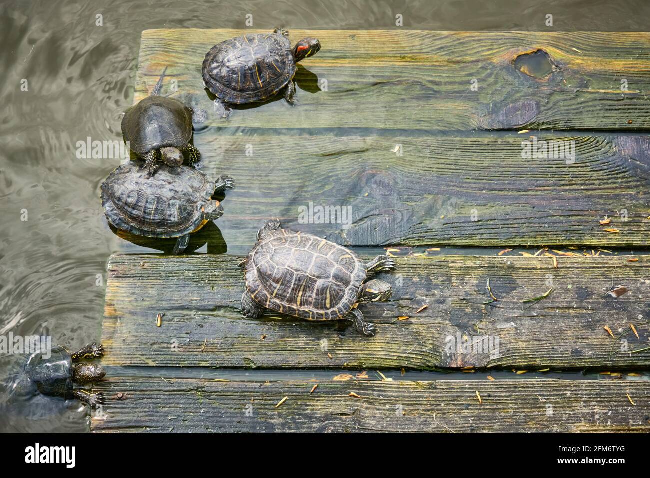 Tortoise nature animal amphibian basking resting hi-res stock ...