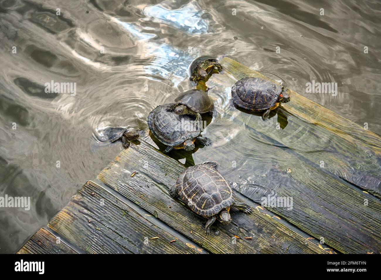 Large group turtles bask hi-res stock photography and images - Alamy