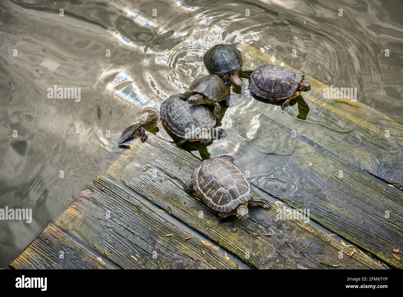 Turtles basking in the warm sun on a wooden platform in the water, top ...