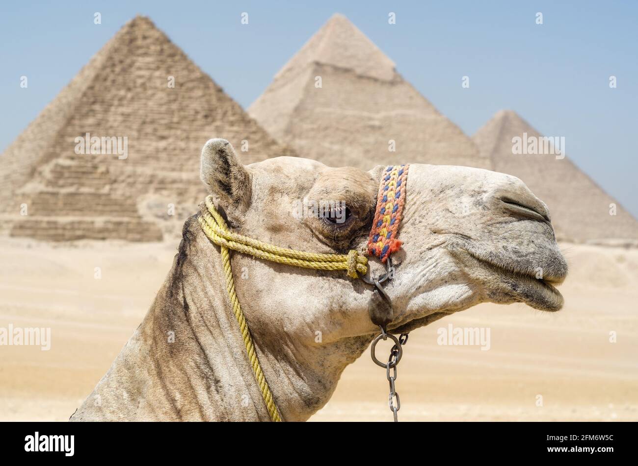 portrait of a camel head close-up against the background of the Cheops ...