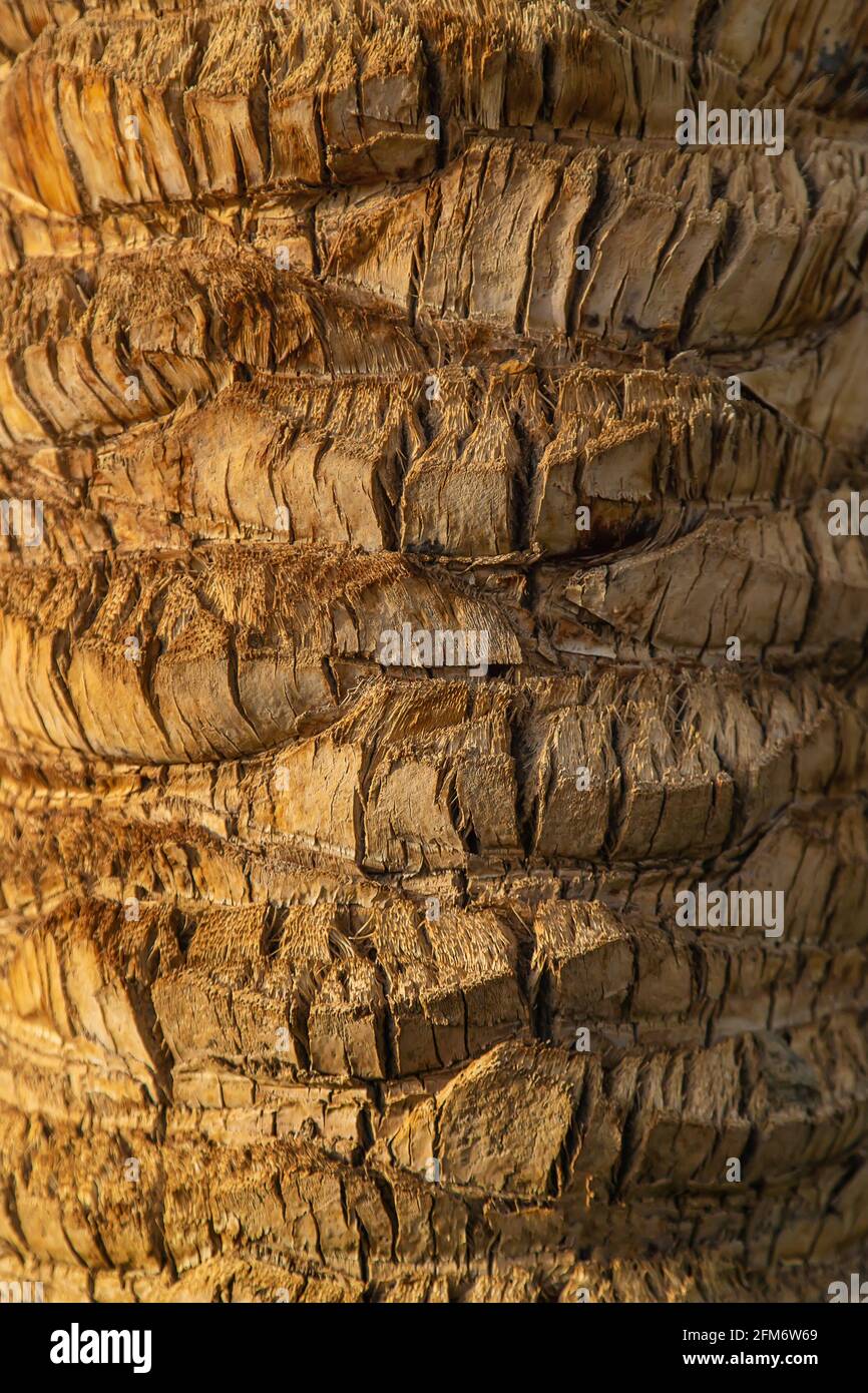 Palm tree bark texture background. Selective focus. Nature Stock Photo ...
