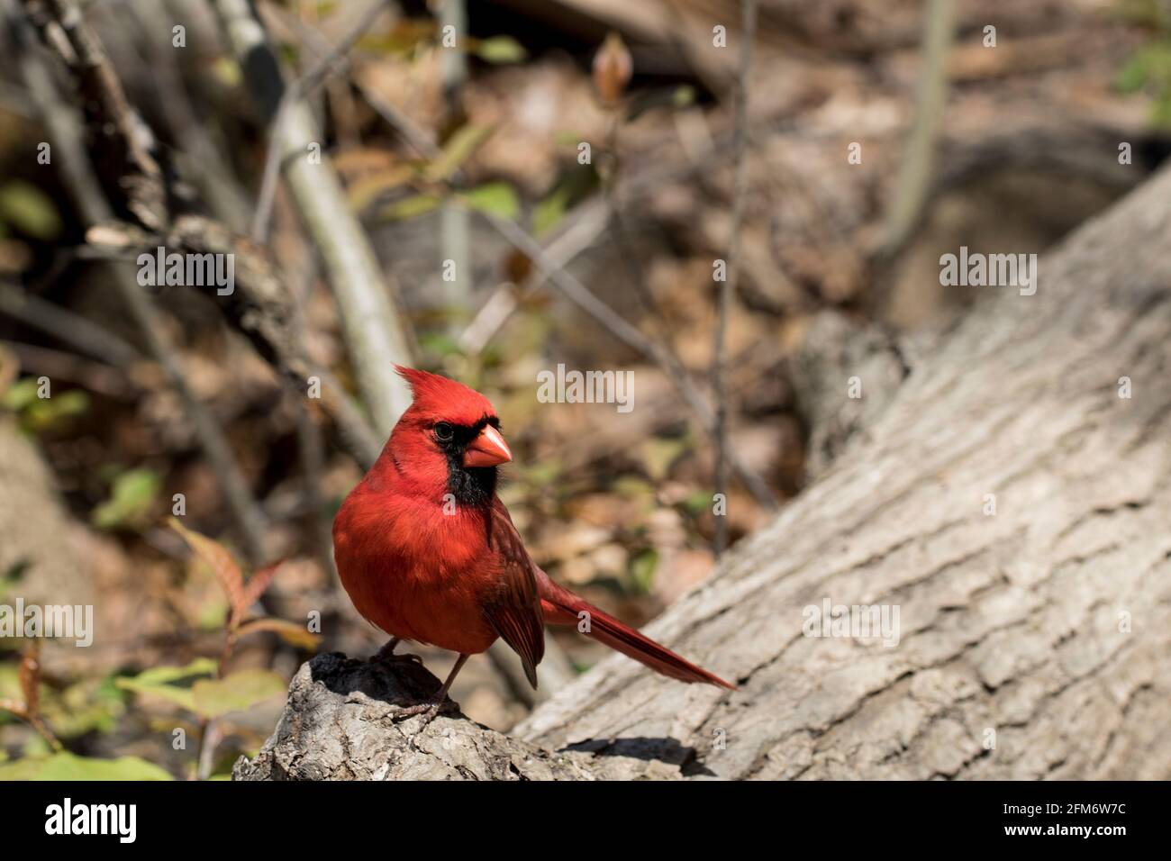 Cardinal close up forest birds in the wild. Bright red cardinal sitting ...