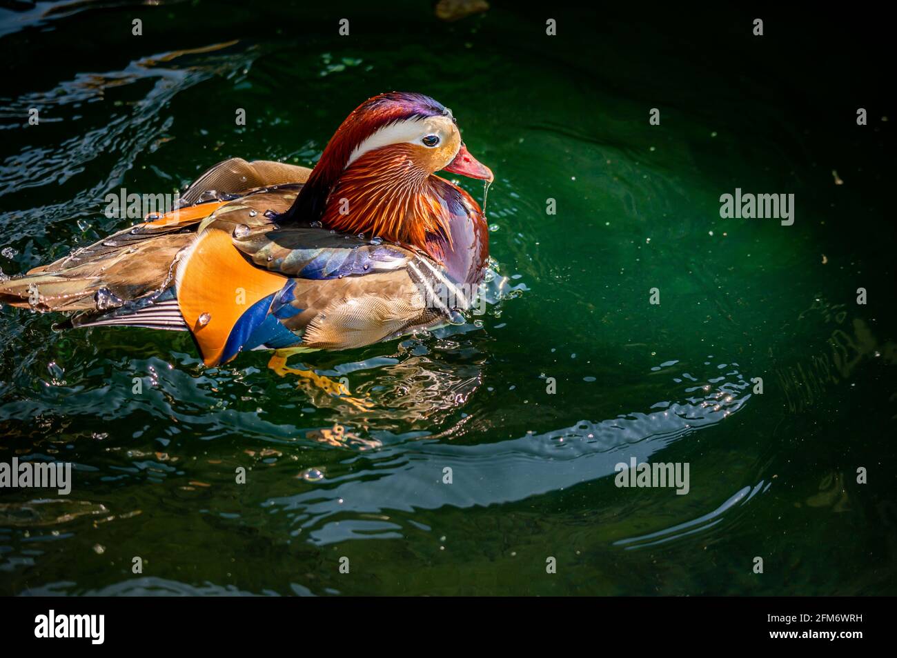 One adult male mandarin duck swimming in lake Geneva, Switzerland. Aix ...