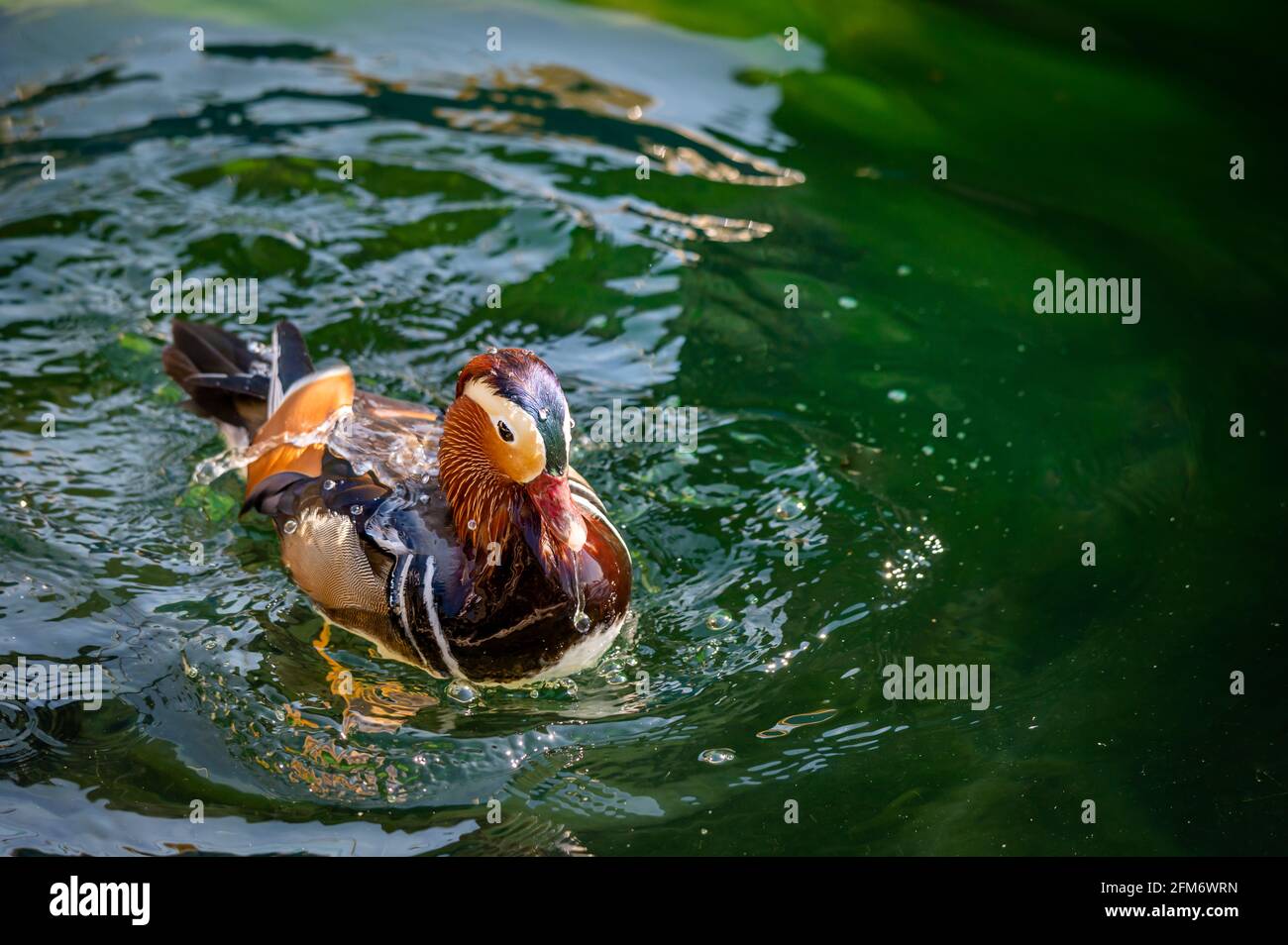 One adult male mandarin duck swimming in lake Geneva, Switzerland. Aix ...