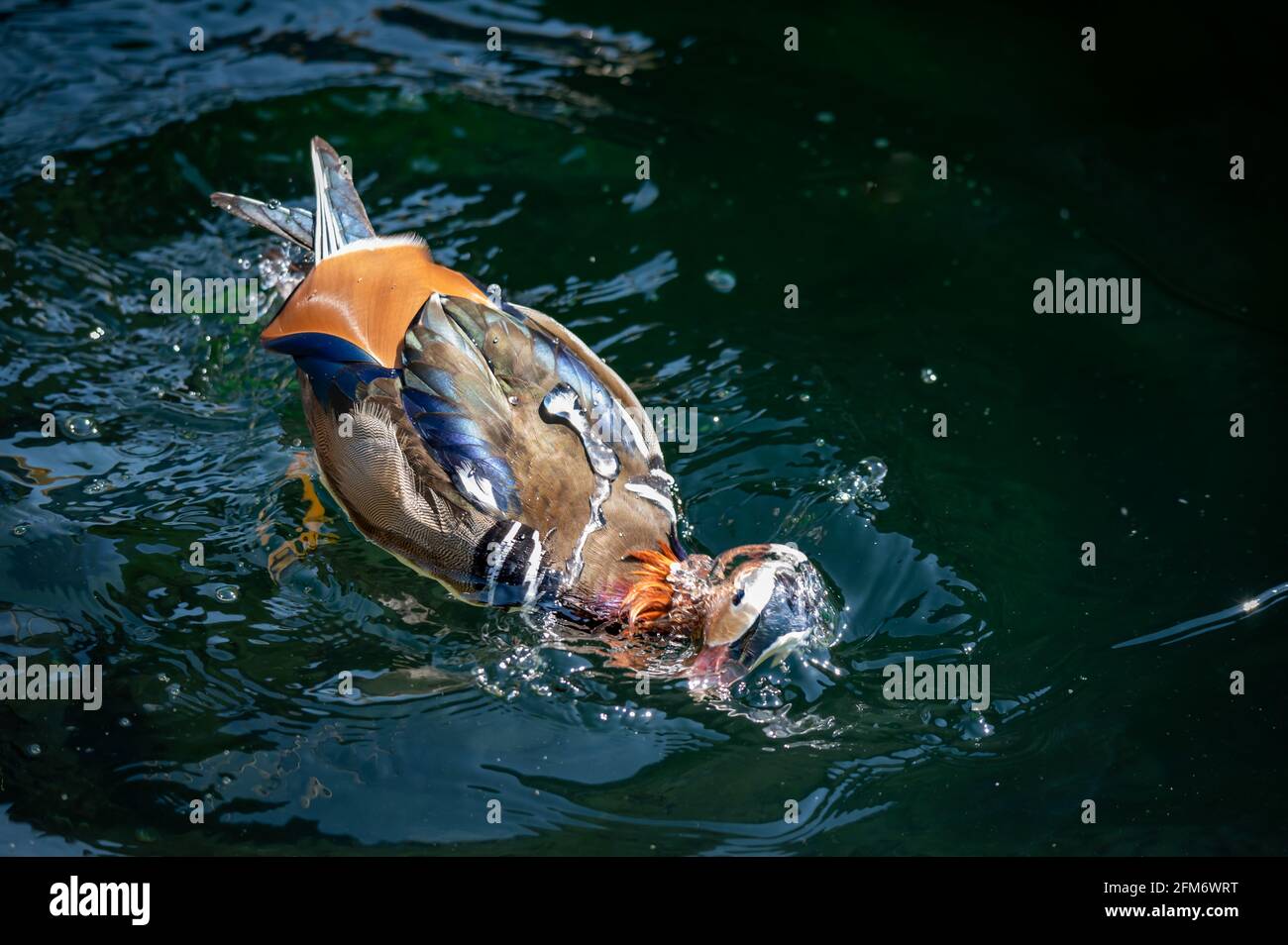 One adult male mandarin duck swimming in lake Geneva, Switzerland. Aix ...