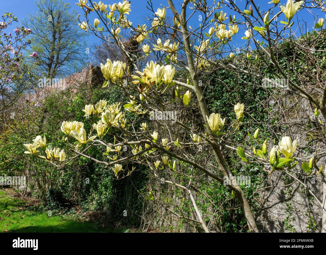 Old magnolia tree hi-res stock photography and images - Alamy