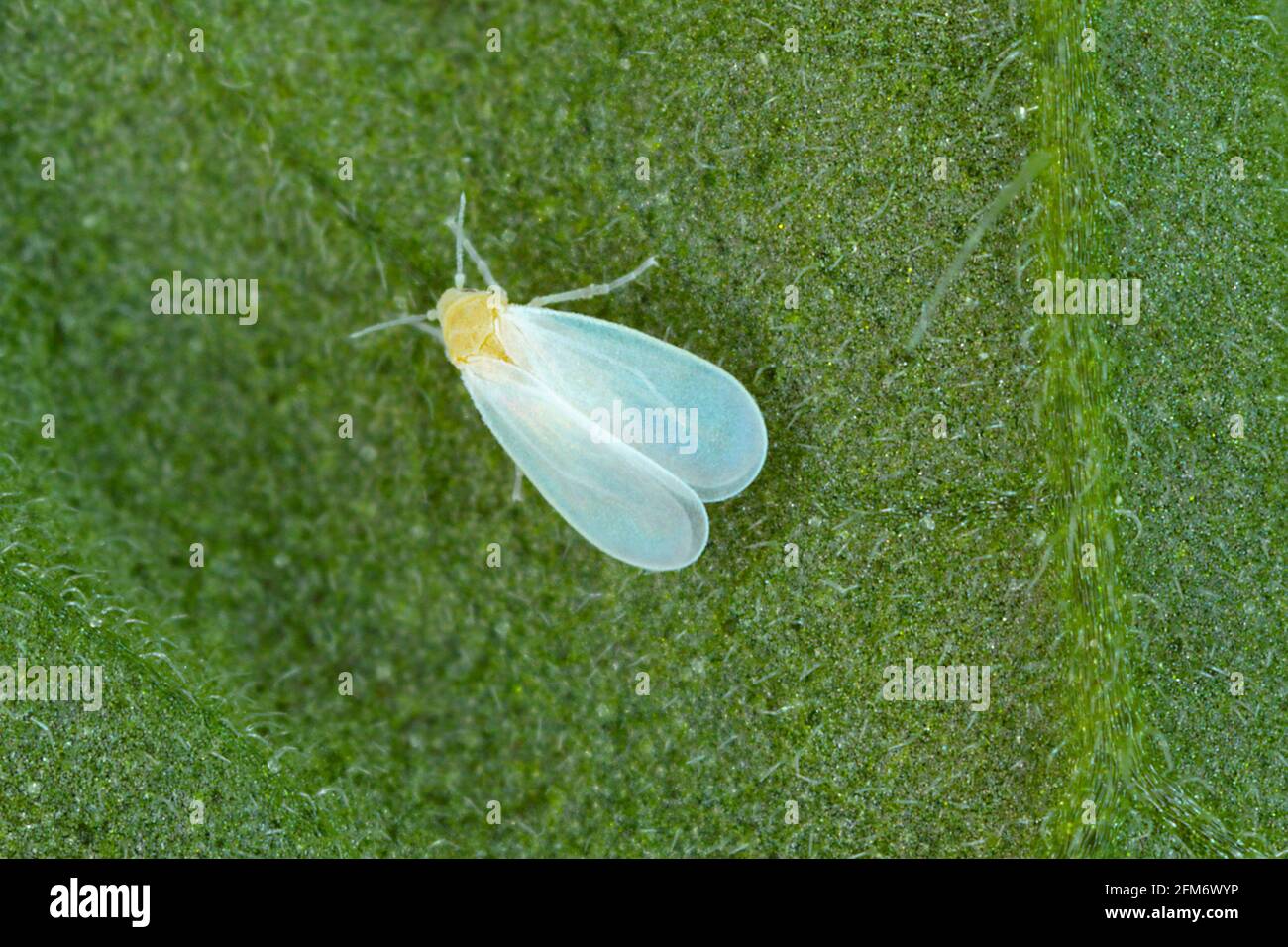Greenhouse whitefly pest hi-res stock photography and images - Alamy