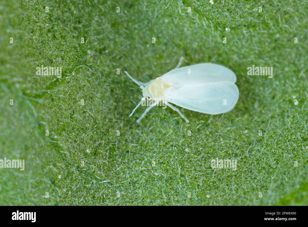 Whitefly control hi-res stock photography and images - Alamy