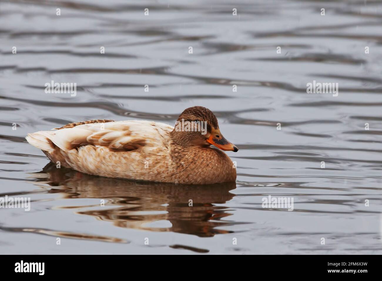 Leucistic ducks hi-res stock photography and images - Alamy