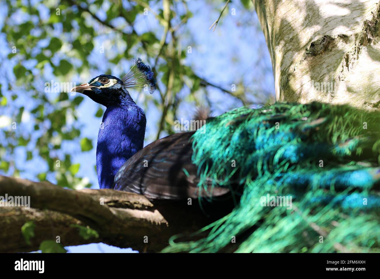 Indian blue peacock, Pavo cristatus, male roosting in a tree with a ...