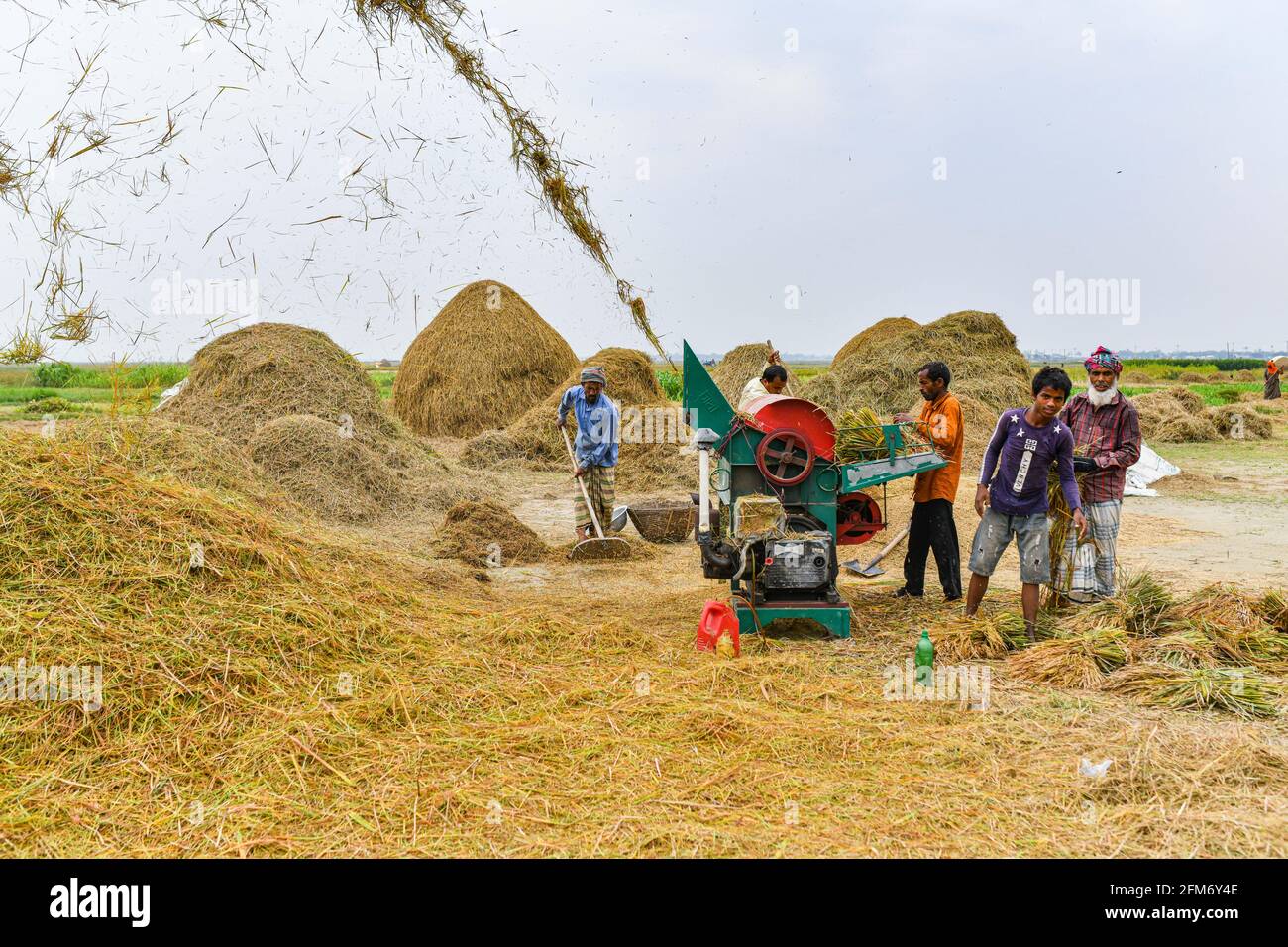 Bangladeshi farmers harvest rice at a paddy filed at Nikli in ...