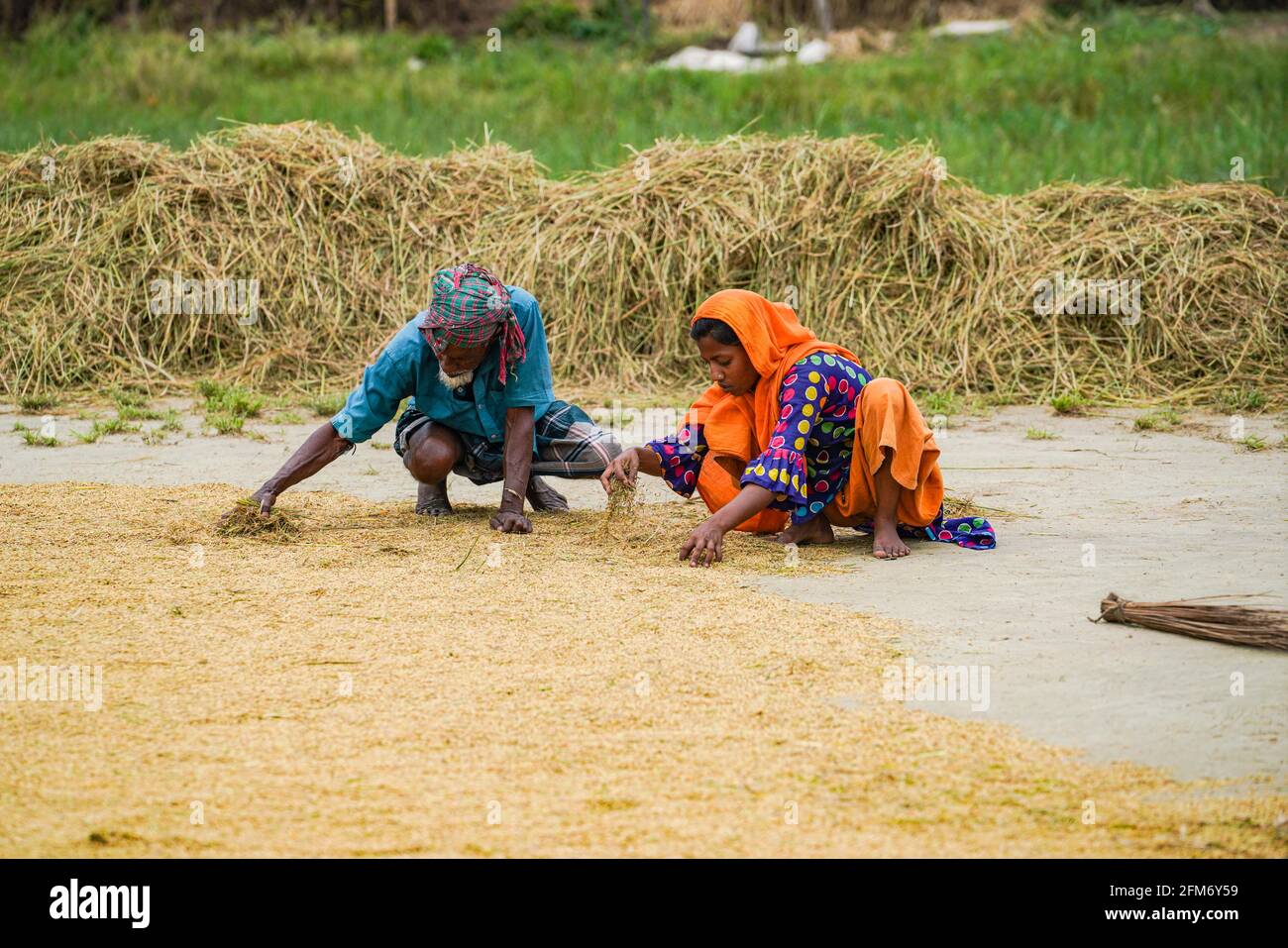 Bangladeshi farmers harvest rice at a paddy filed at Nikli in ...
