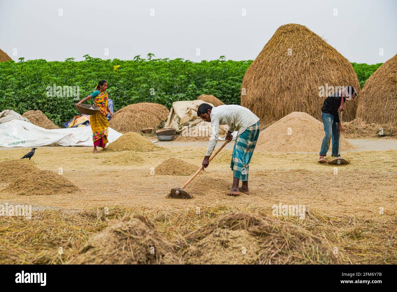Bangladeshi farmers harvest rice at a paddy filed at Nikli in ...
