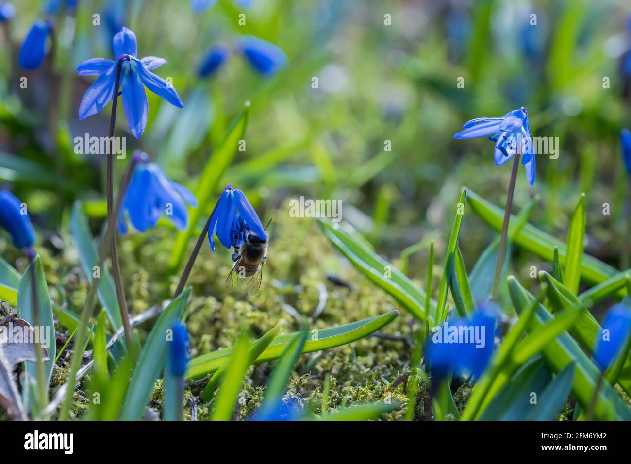 Blue flowers of Scilla bloom in spring in garden Stock Photo - Alamy