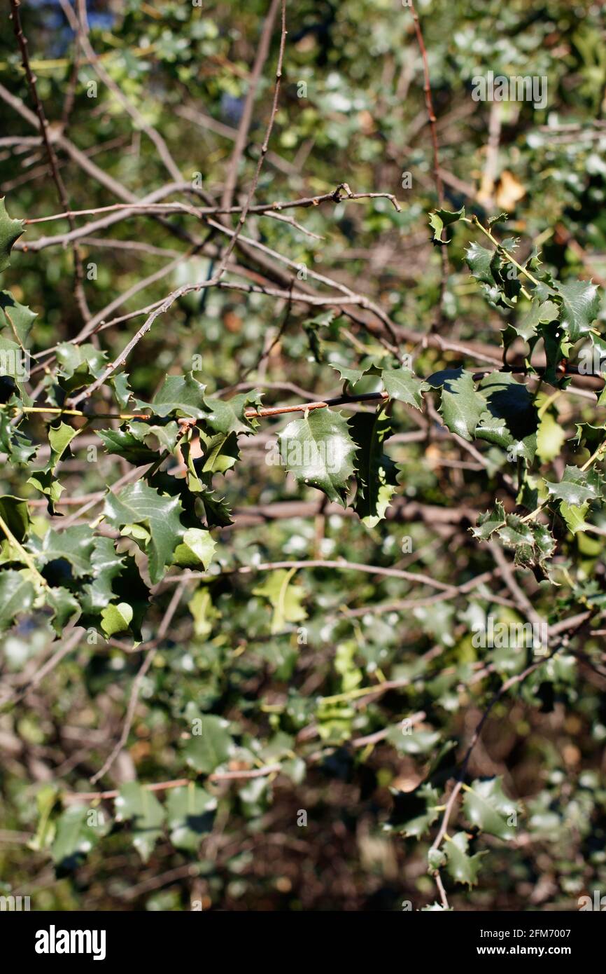 Acuminate leaf hi-res stock photography and images - Alamy