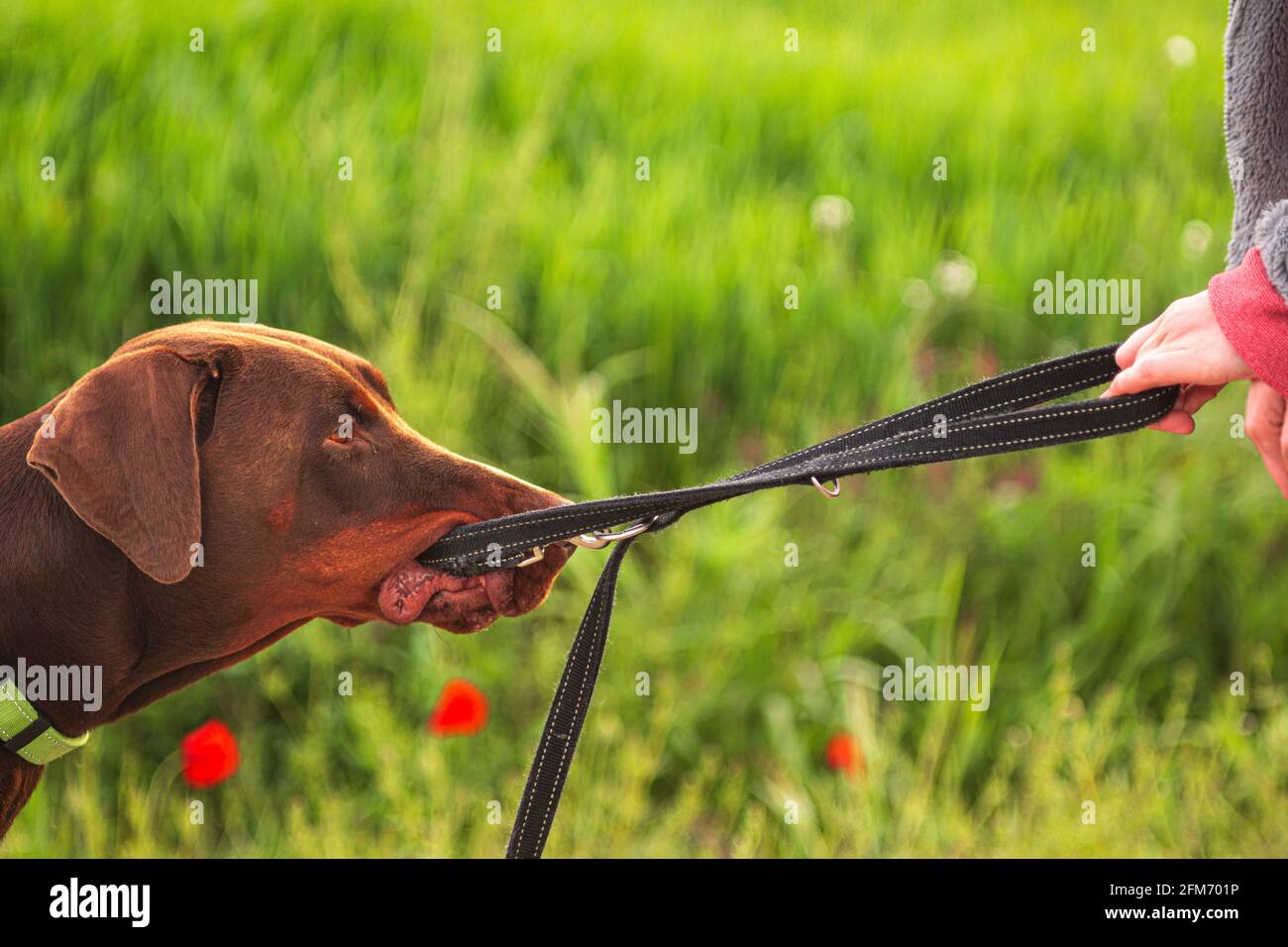 Pulling the ears of dog hi-res stock photography and images - Alamy