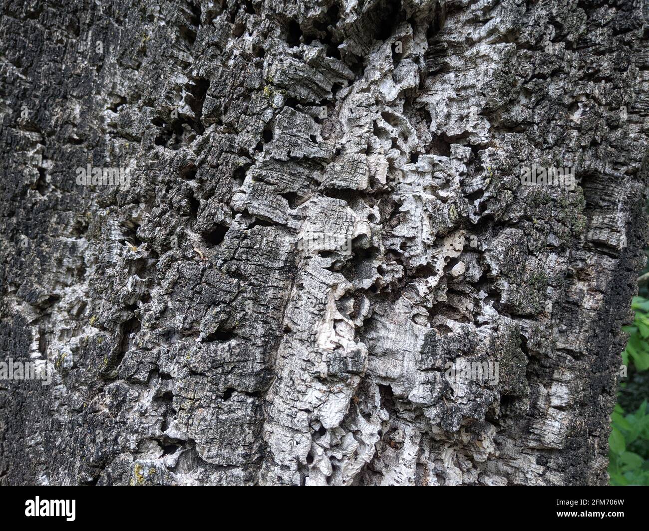 Cork trees stripped of their bark hi-res stock photography and images - Alamy