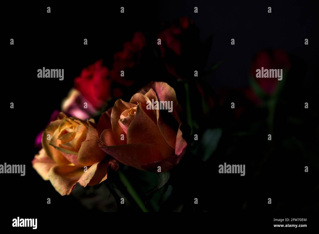 Bouquet with tiny roses in various colors seen up close on a black ...