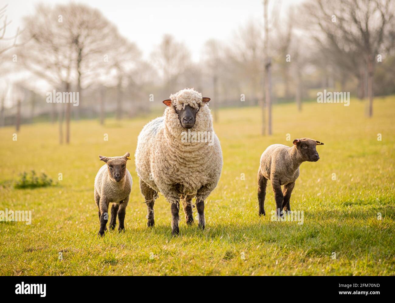 sheep with gorgeous lambs in orchard field Stock Photo - Alamy