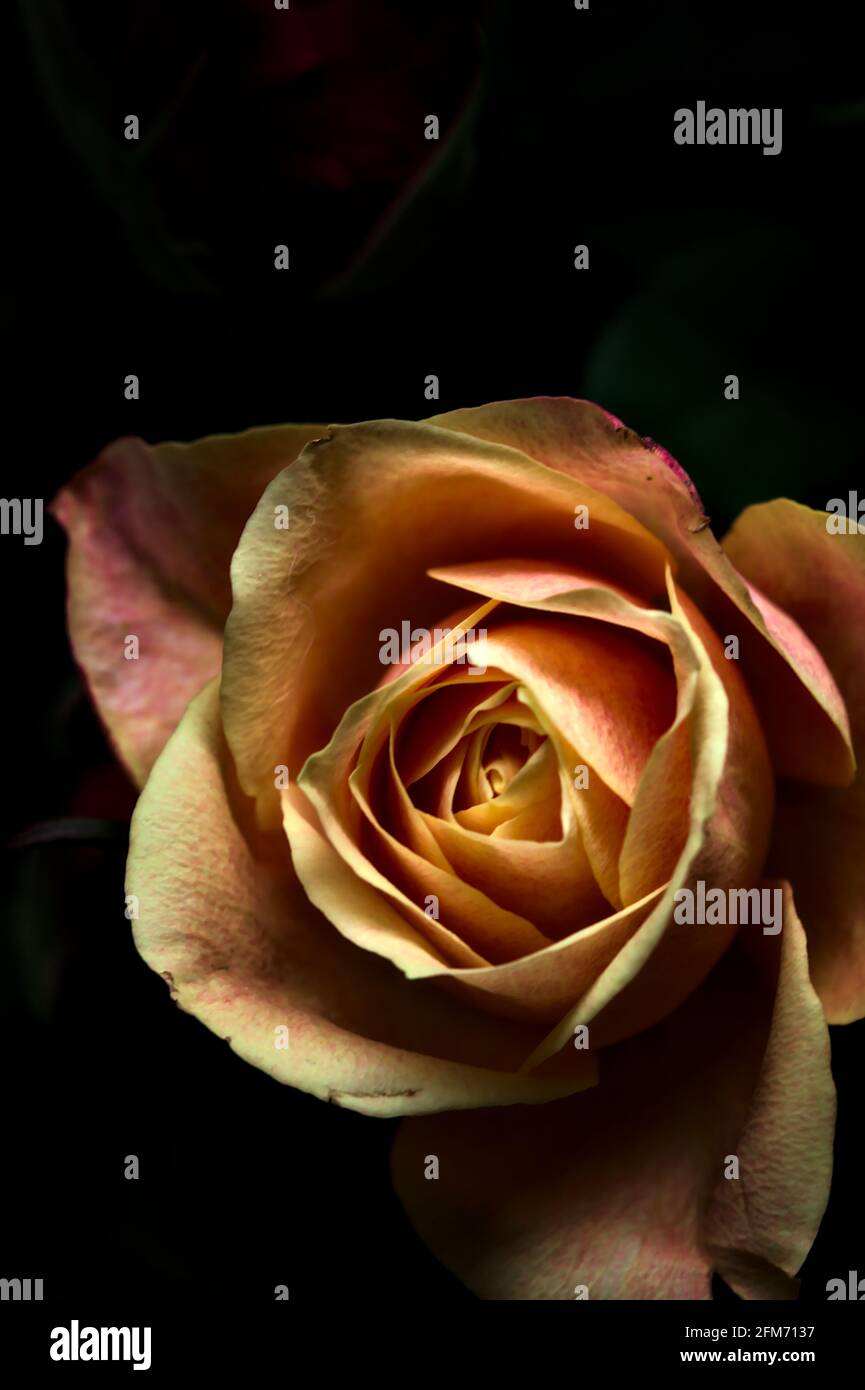 Bouquet with tiny roses in various colors seen up close on a black ...
