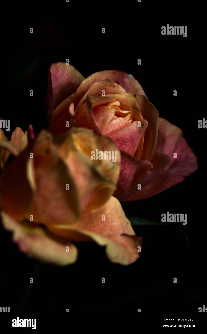 Bouquet with tiny roses in various colors seen up close on a black ...