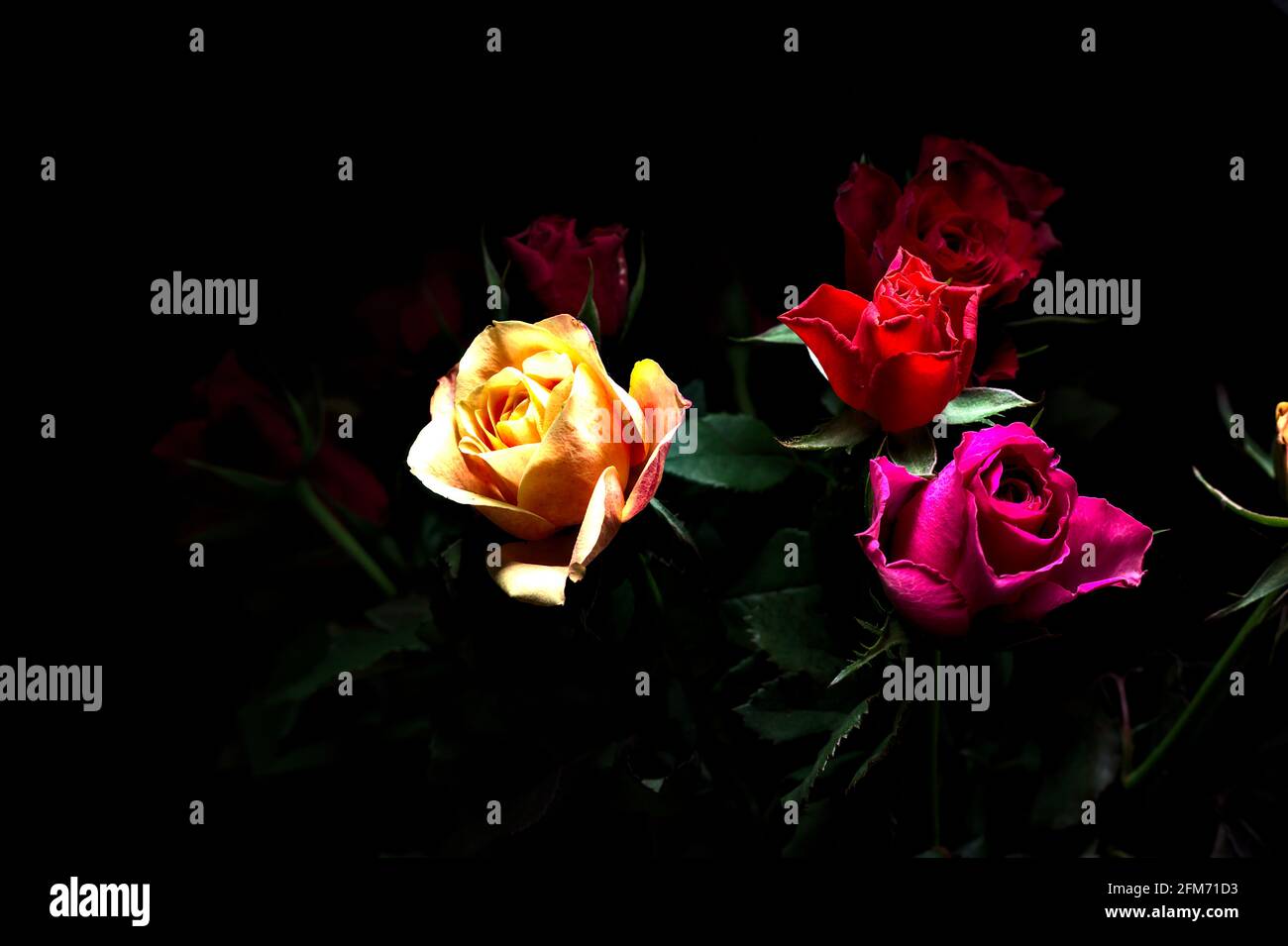 Bouquet with tiny roses in various colors seen up close on a black ...