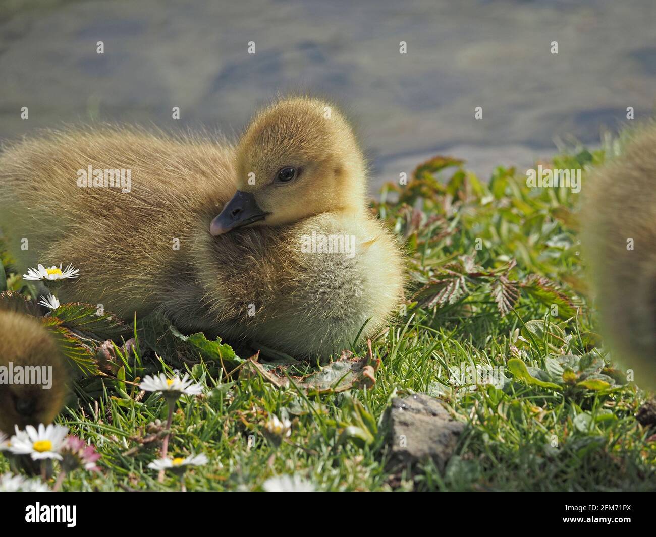 cute fluffy Greylag Goose gosling (Anser anser) with siblings foraging ...