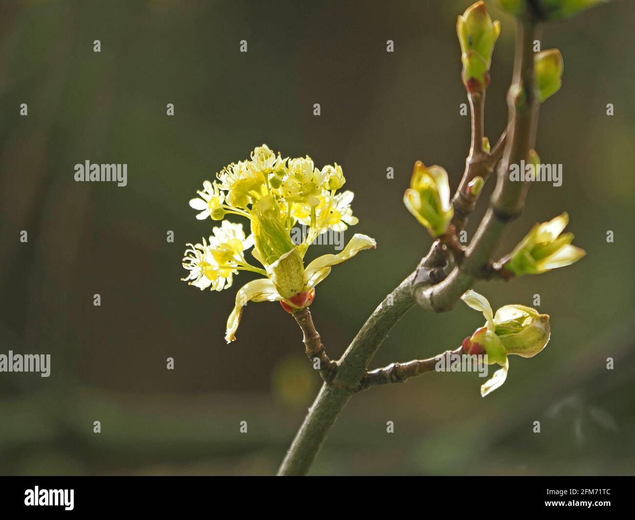 yellow flowers and unfurling leaves of Sycamore tree (Acer ...