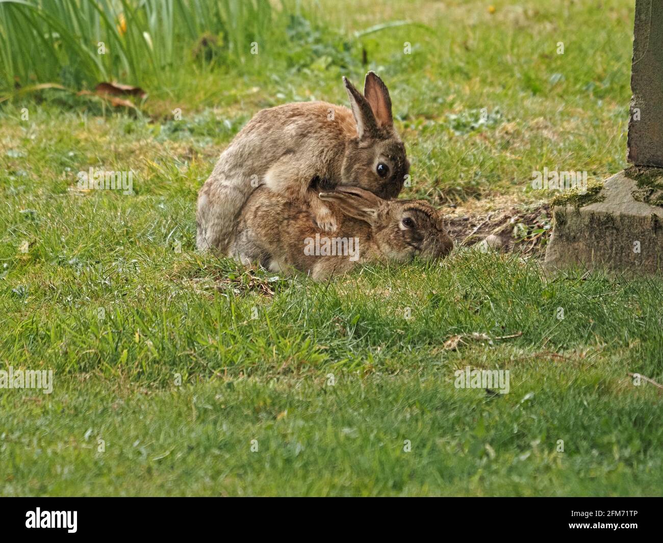 Breeding like Rabbits - European rabbit (Oryctolagus cuniculus) mating ...