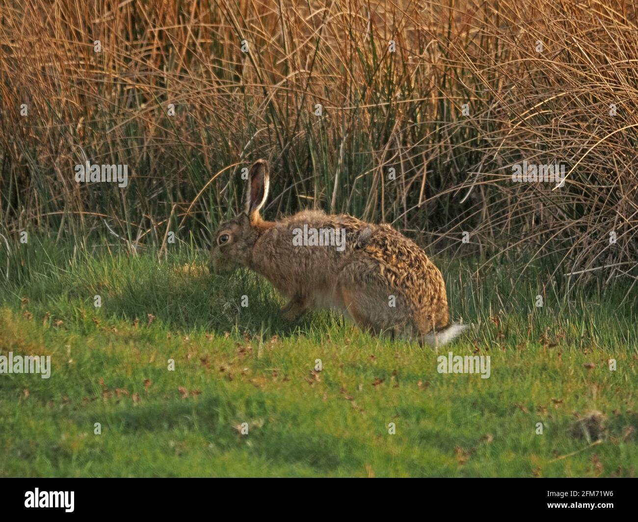 Hare Forage High Resolution Stock Photography and Images - Alamy