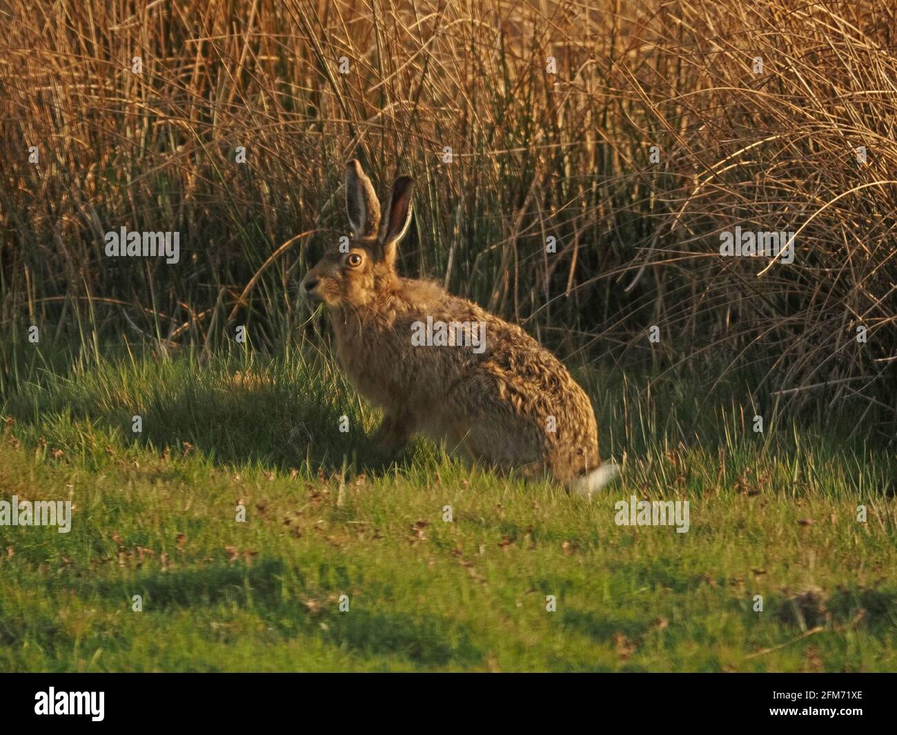 backlit Brown Hare or European Hare (Lepus europaeus) sitting upright ...