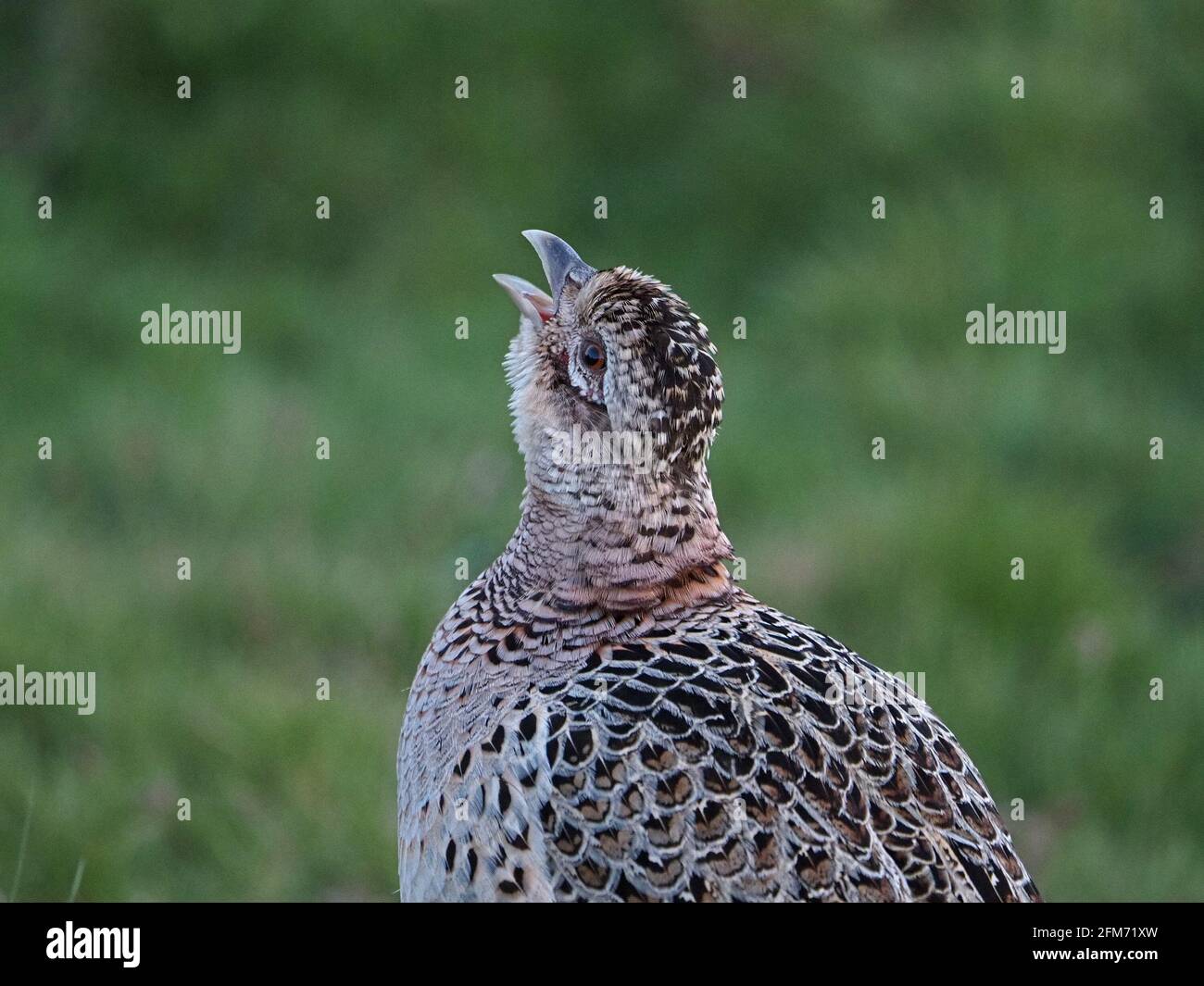 Black hen pheasant hi-res stock photography and images - Alamy