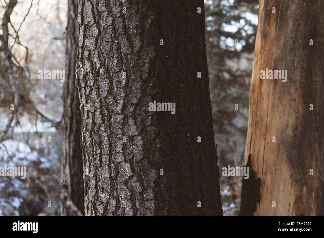 An image of tree bark Stock Photo - Alamy