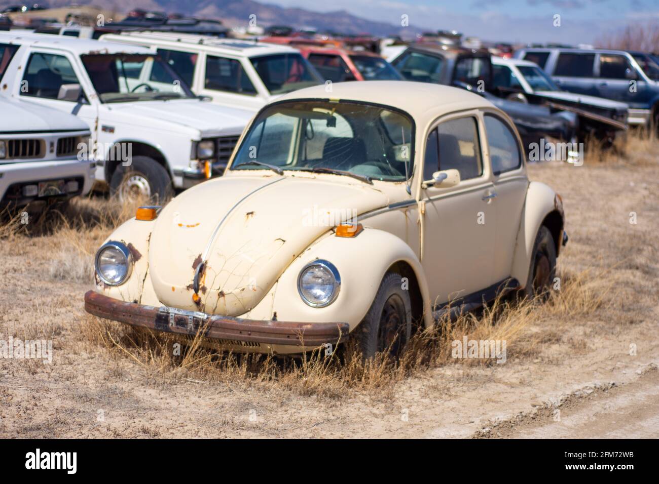 Beetle car in junkyard Stock Photo - Alamy