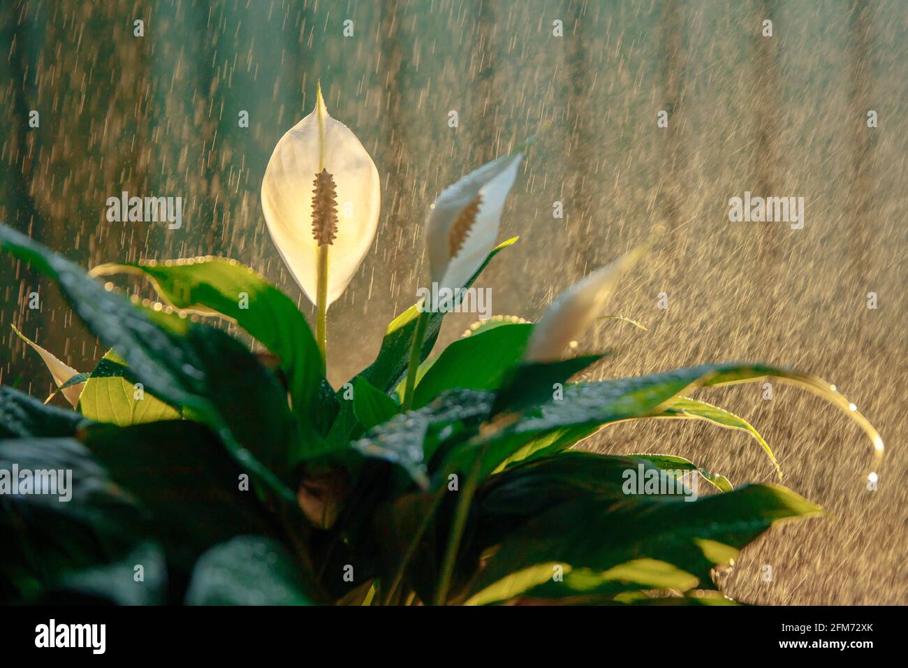 Delicate flower of the houseplant Womens happiness Stock Photo - Alamy