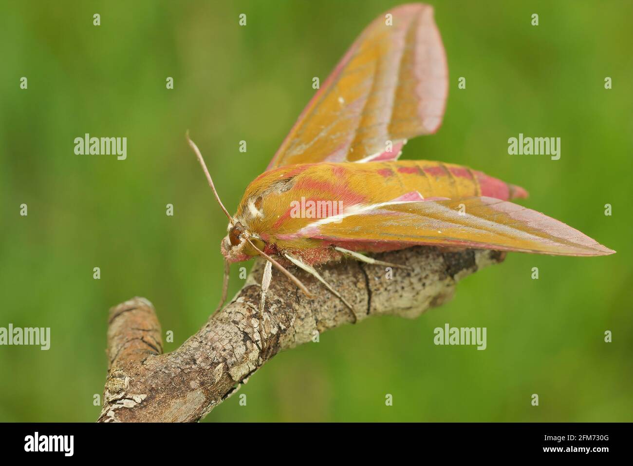 Shallow focus of a large elephant hawk moth (Deilephila elpenor) on a ...