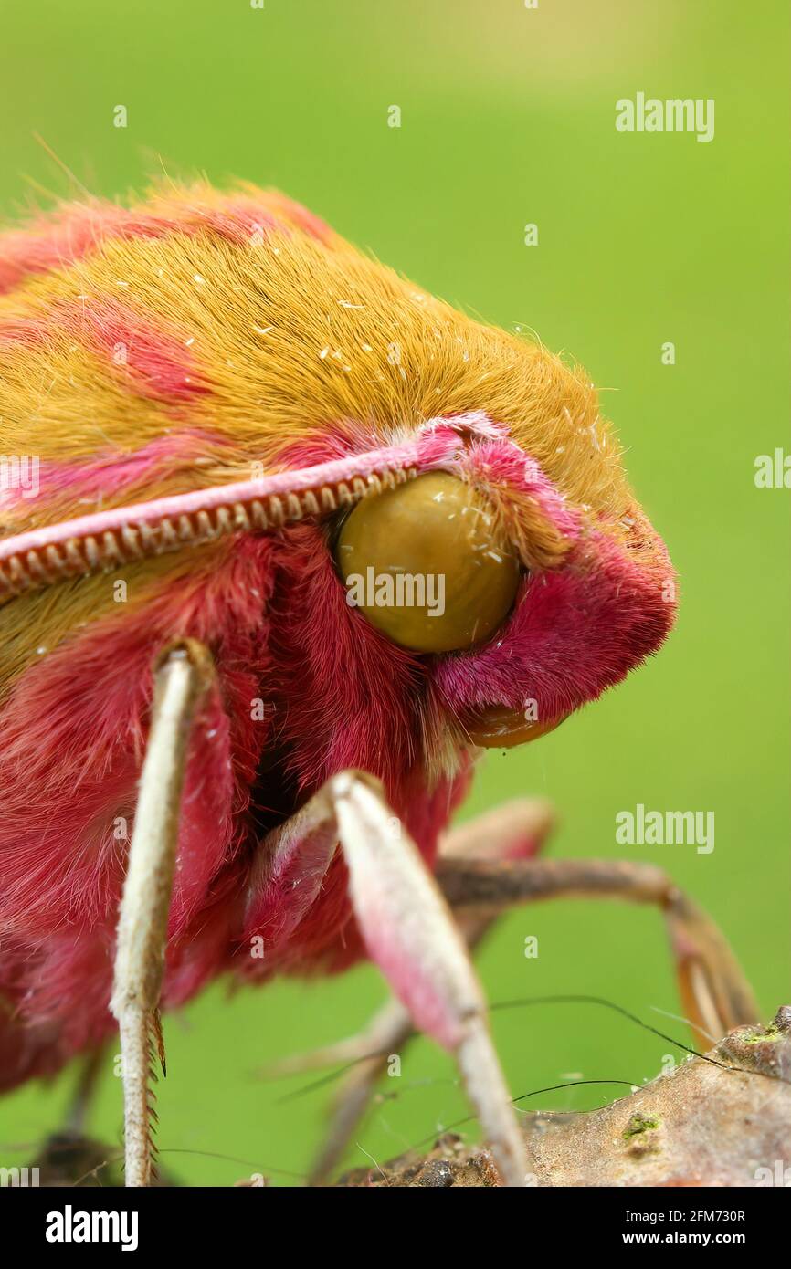 Vertical shot of a colorful large Elephant hawk-moth (Deilephila ...