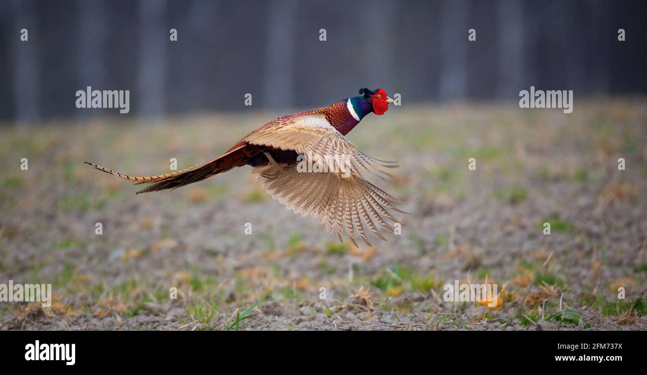 Rare pheasant hi-res stock photography and images - Alamy