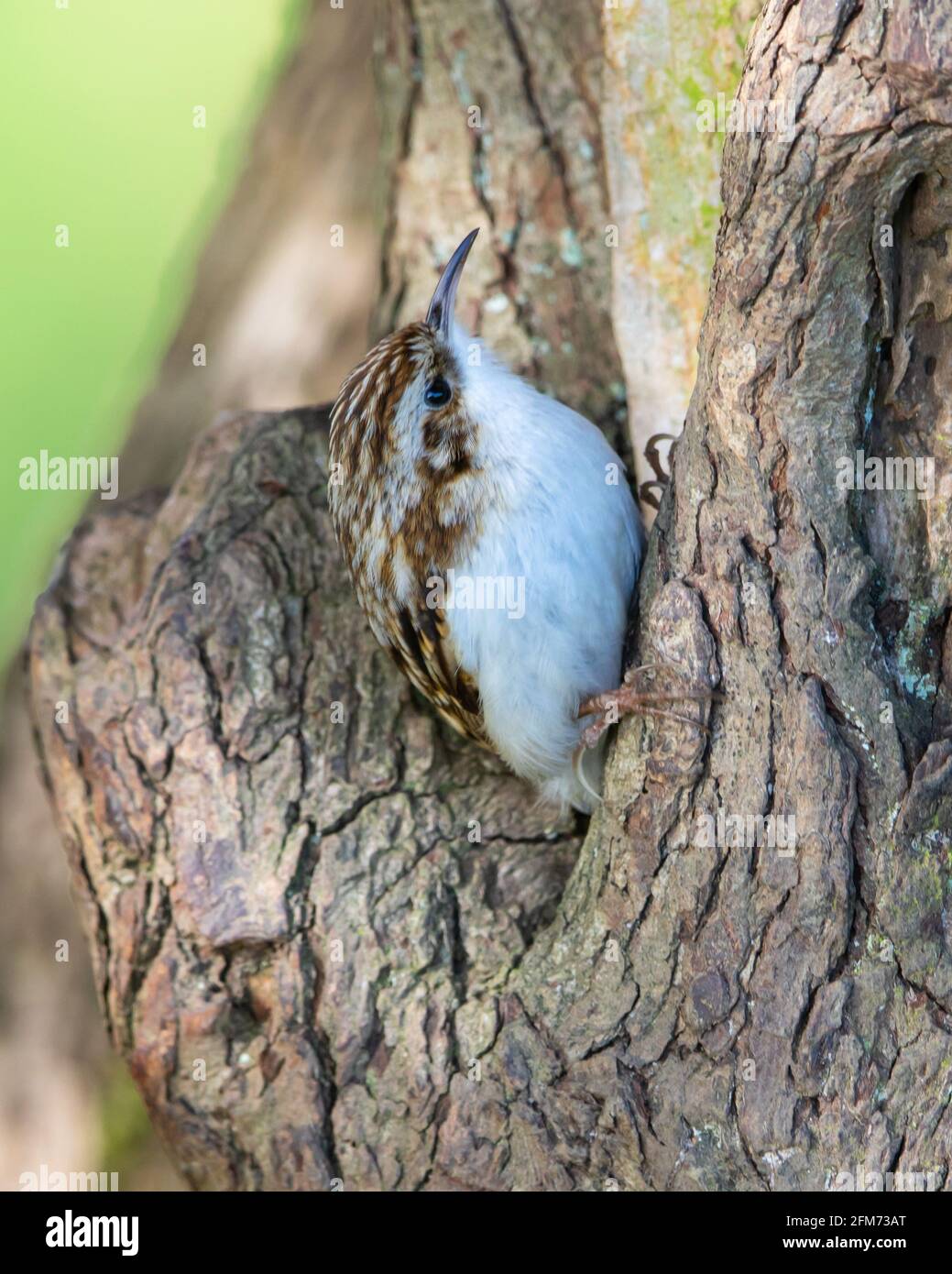 Certhia familiaris treecreeper hi-res stock photography and images - Alamy