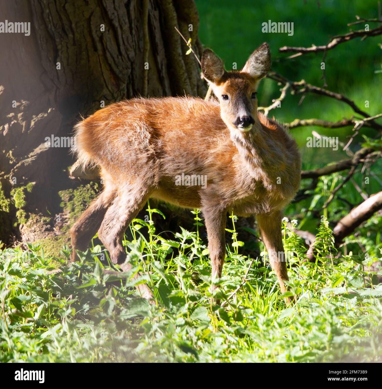 Roe deer woodland spring doe hi-res stock photography and images - Alamy